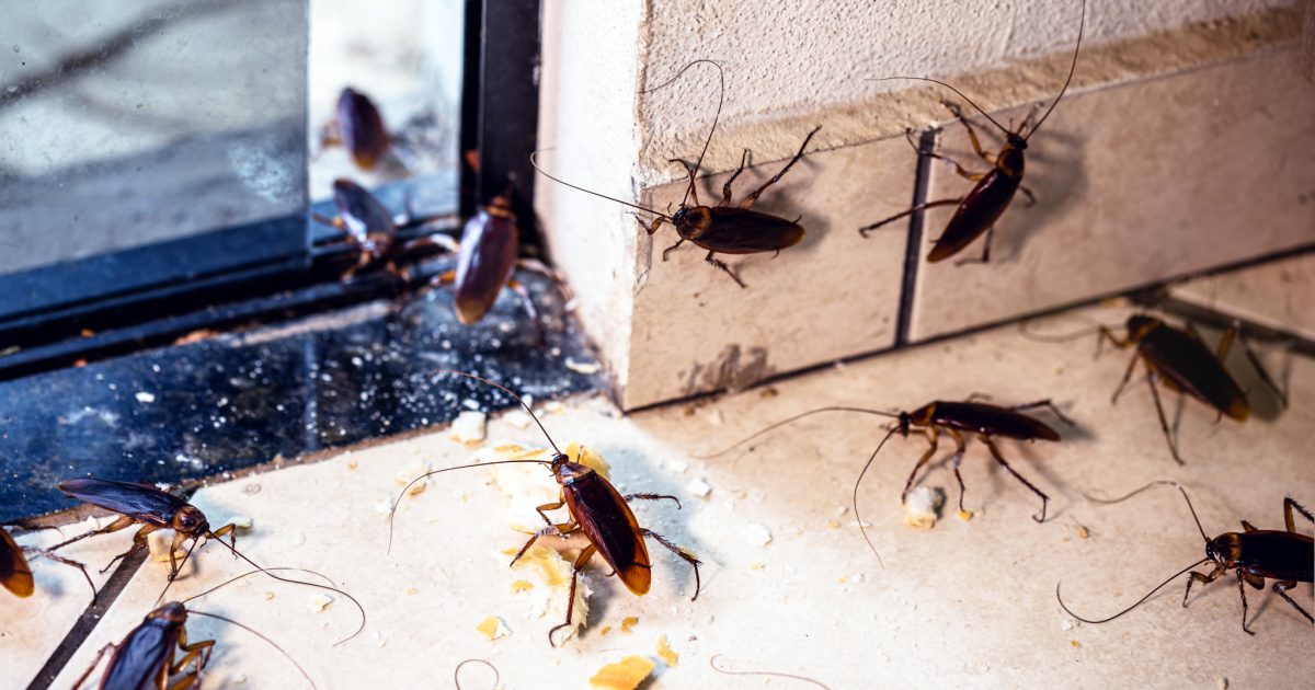 Multipest | Cockroaches